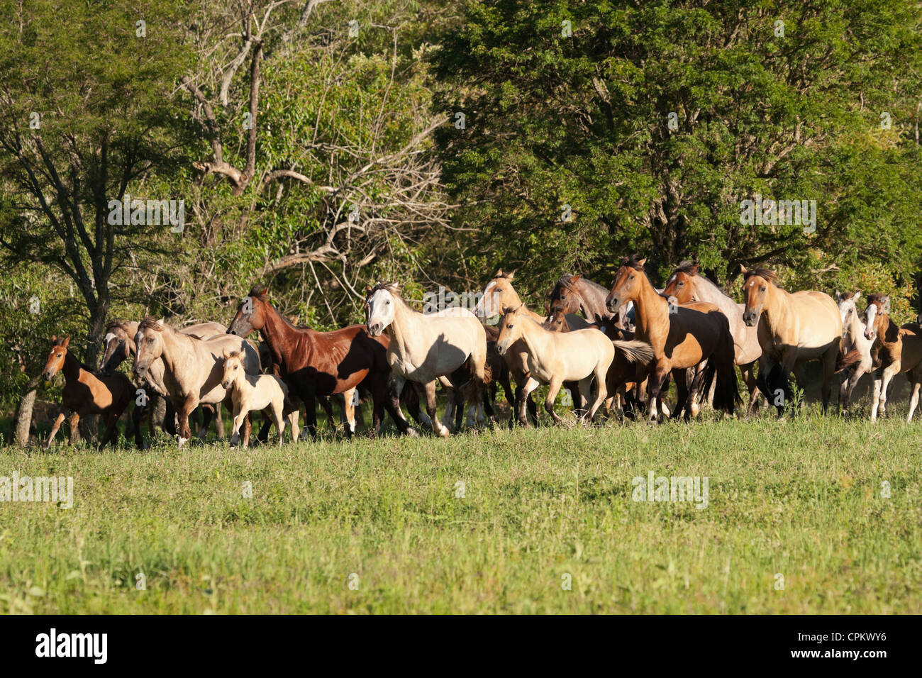 Criollo Horses Stockfotos und -bilder Kaufen - Alamy