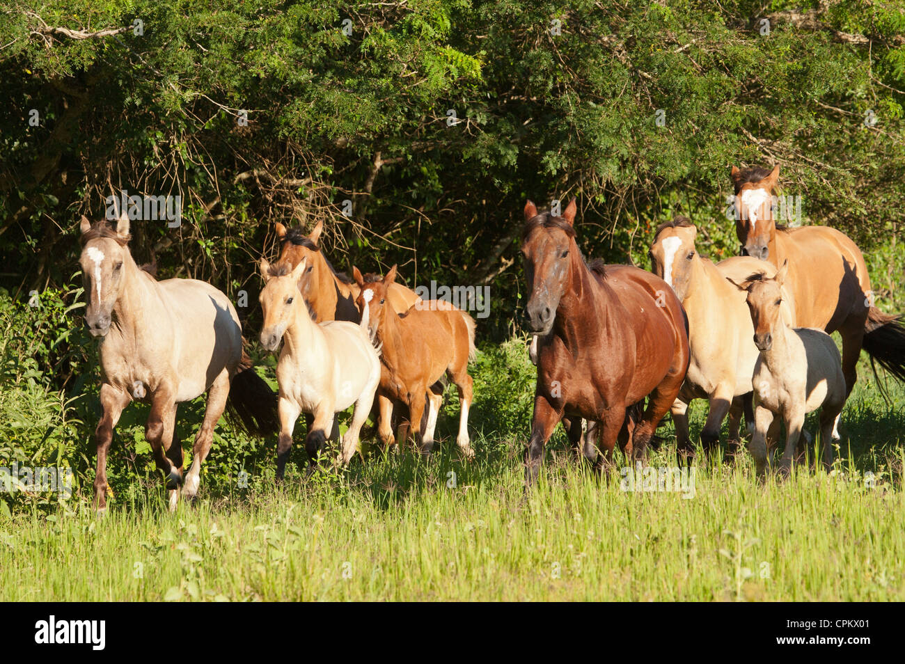 Criollo pferde -Fotos und -Bildmaterial in hoher Auflösung – Alamy