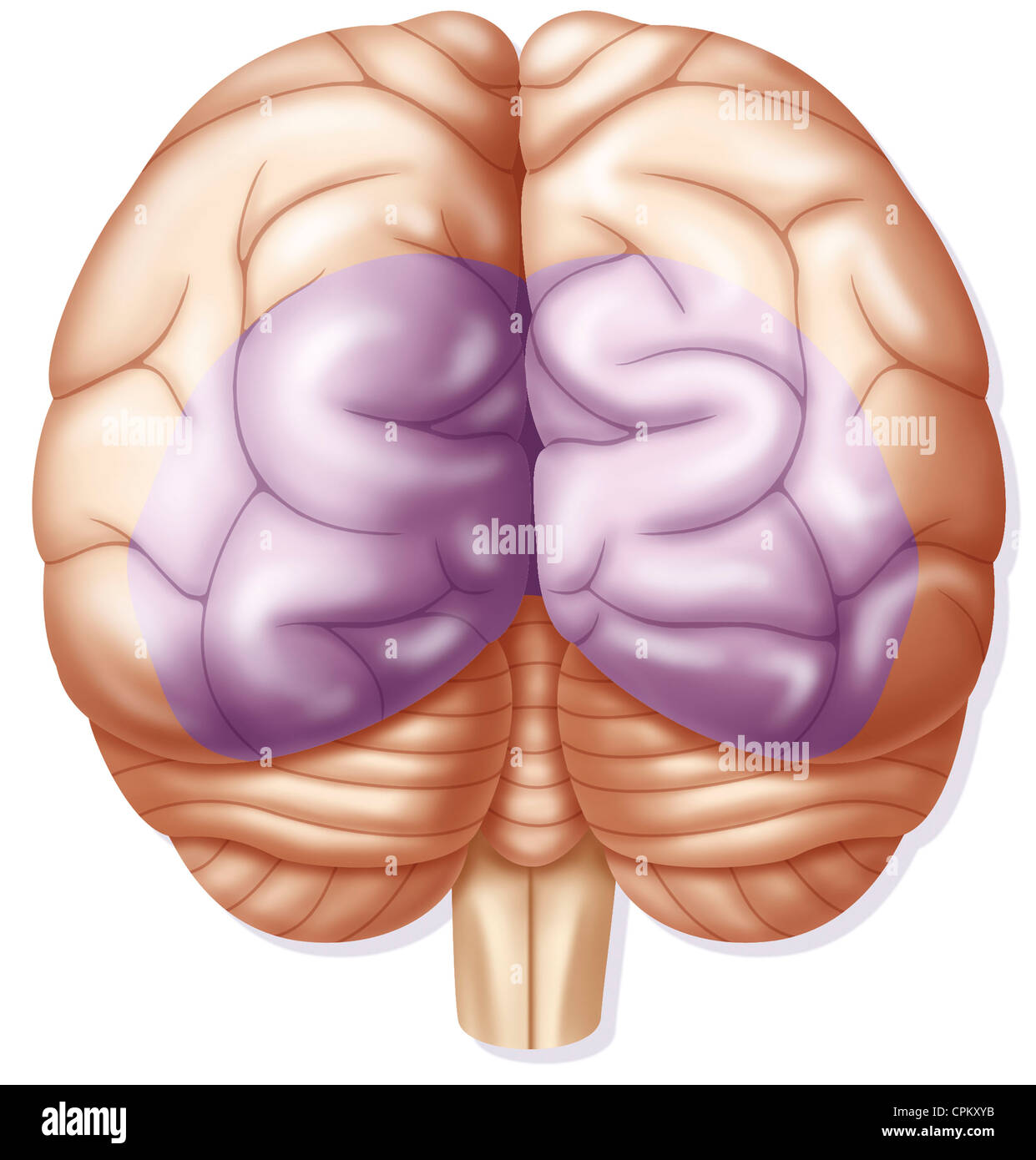 Rechten Lappen Stockfotos und -bilder Kaufen - Alamy