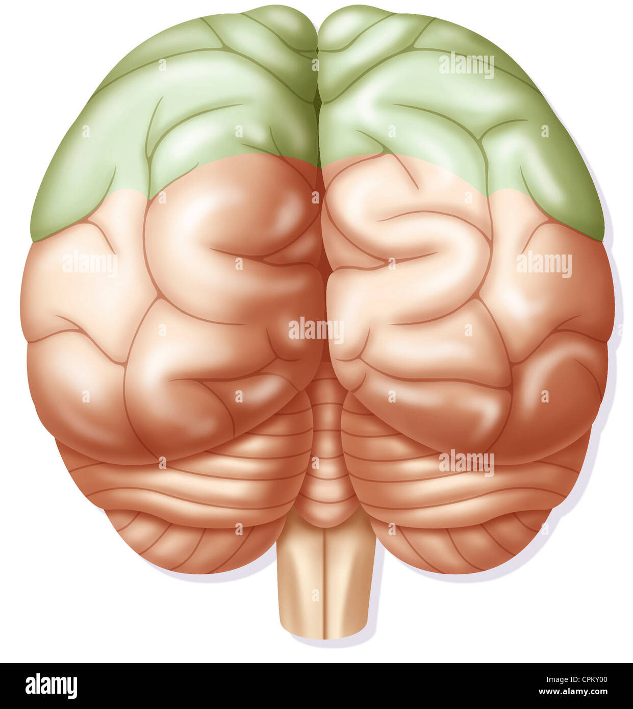 Linker parietaler lappen -Fotos und -Bildmaterial in hoher Auflösung ...