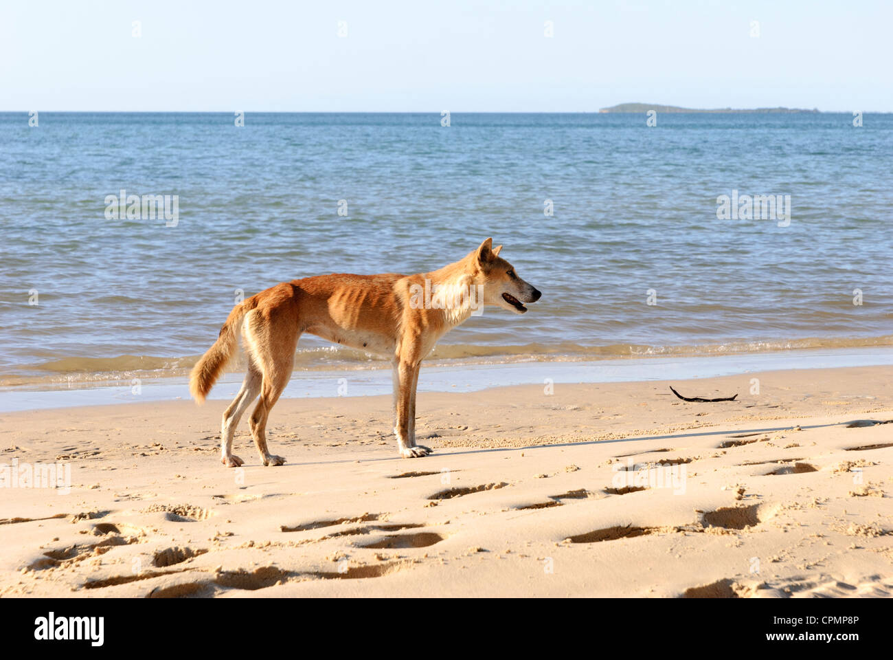 Dingo australia -Fotos und -Bildmaterial in hoher Auflösung – Alamy