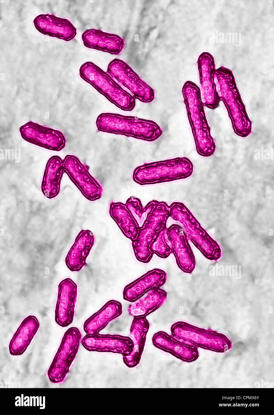 Coccobacillus bakterium -Fotos und -Bildmaterial in hoher Auflösung – Alamy