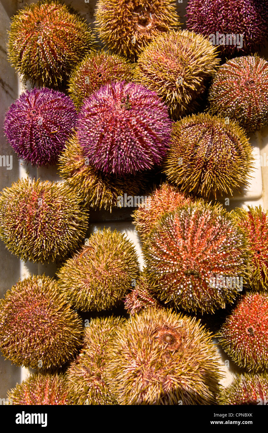 Seeigel essen -Fotos und -Bildmaterial in hoher Auflösung – Alamy