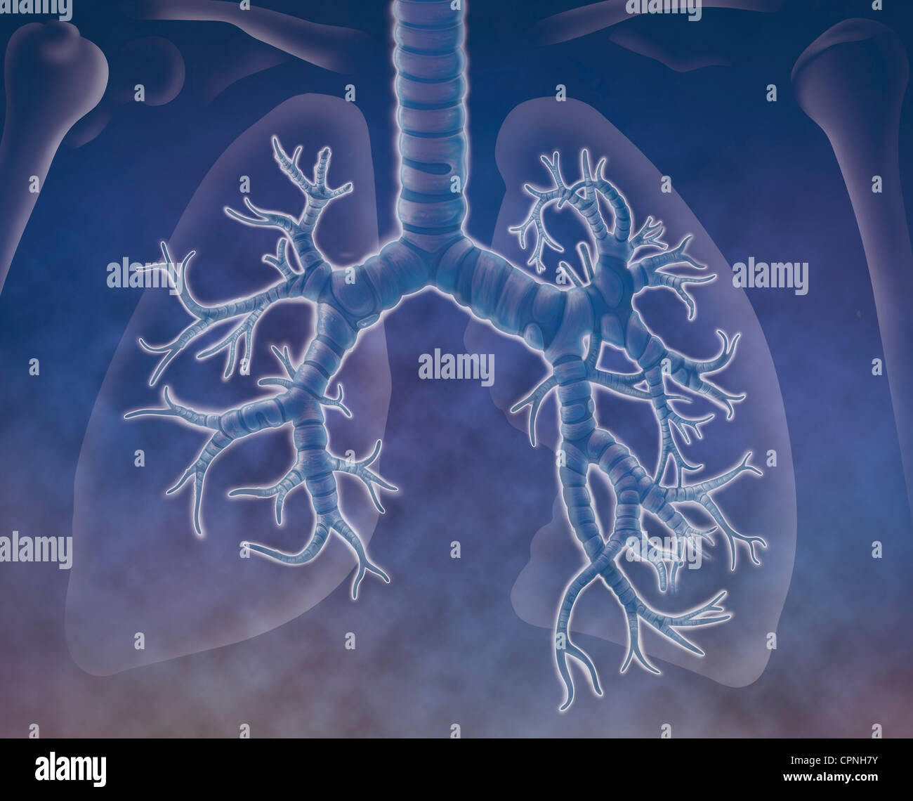 Bronchi Bronchial Tubes Stockfotos & Bronchi Bronchial Tubes Bilder - Alamy