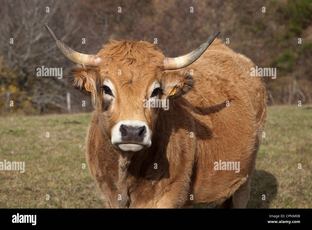 Detaillierte kuh -Fotos und -Bildmaterial in hoher Auflösung – Alamy