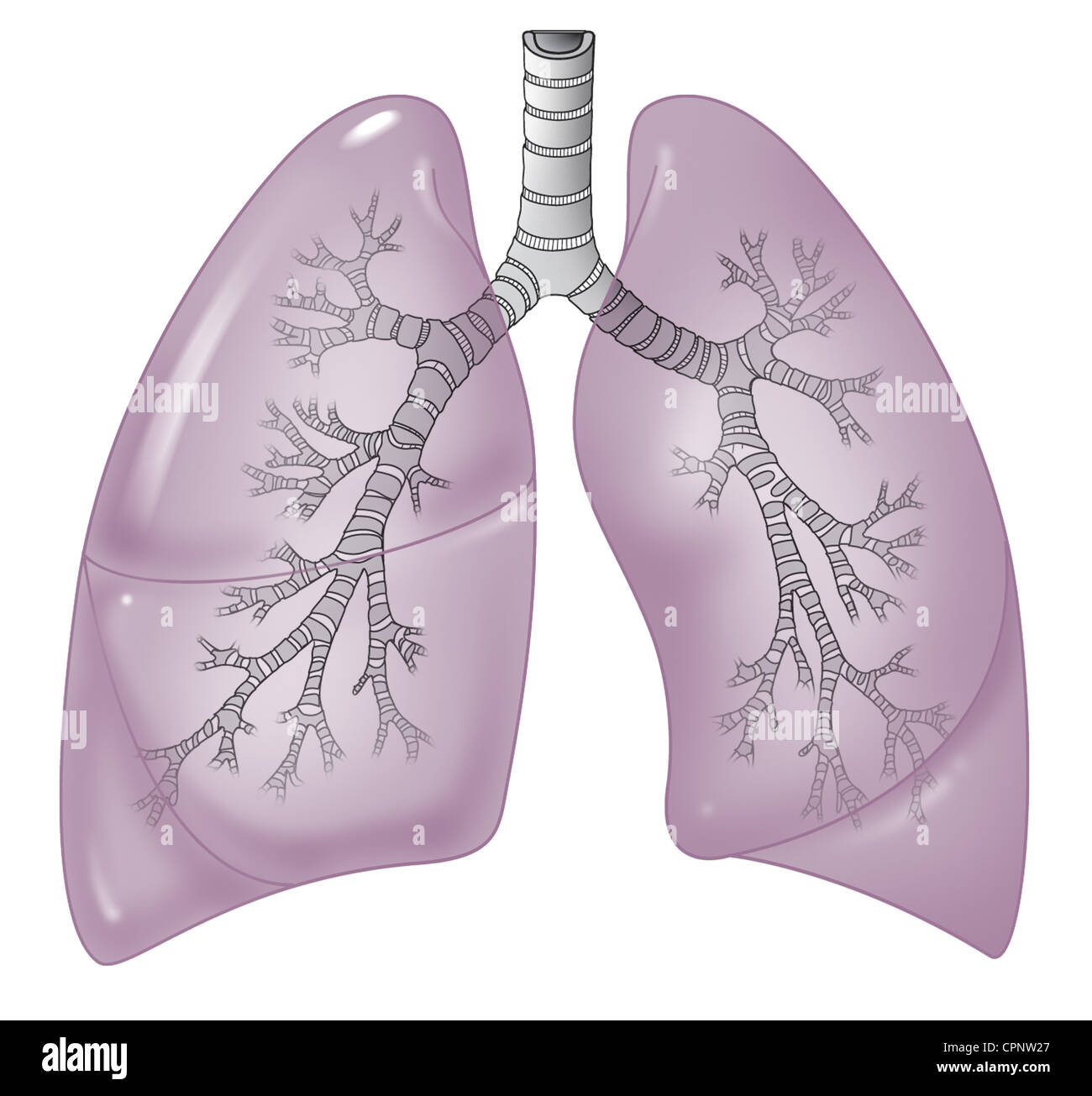 Bronchi Bronchial Tubes Stockfotos & Bronchi Bronchial Tubes Bilder - Alamy