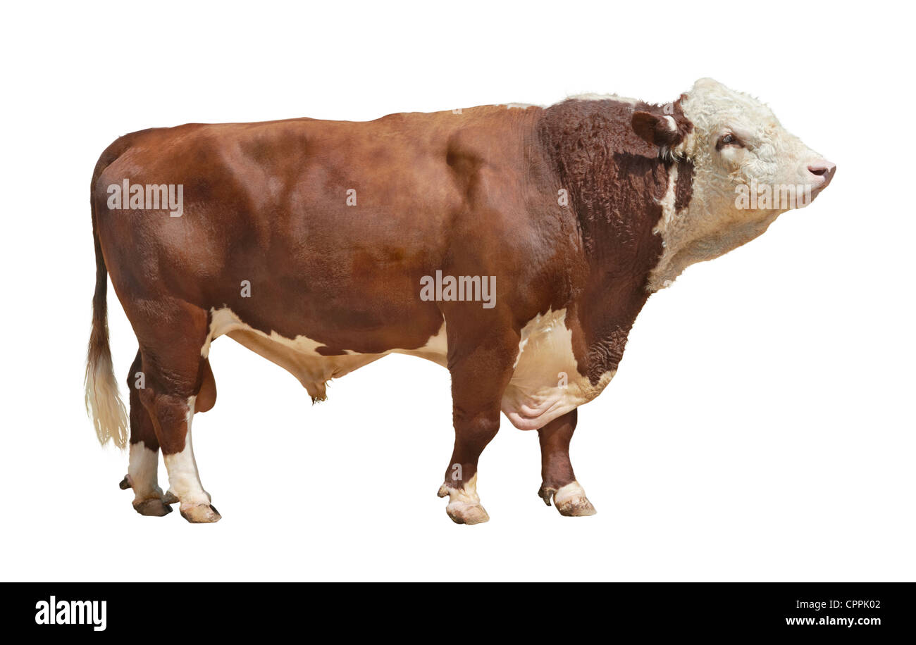 Tiere stier -Fotos und -Bildmaterial in hoher Auflösung – Alamy