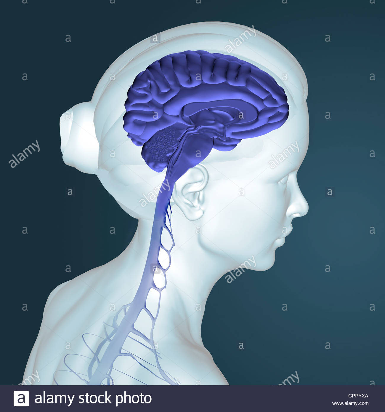 Cerebral Cortex Areas Stockfotos & Cerebral Cortex Areas Bilder - Alamy