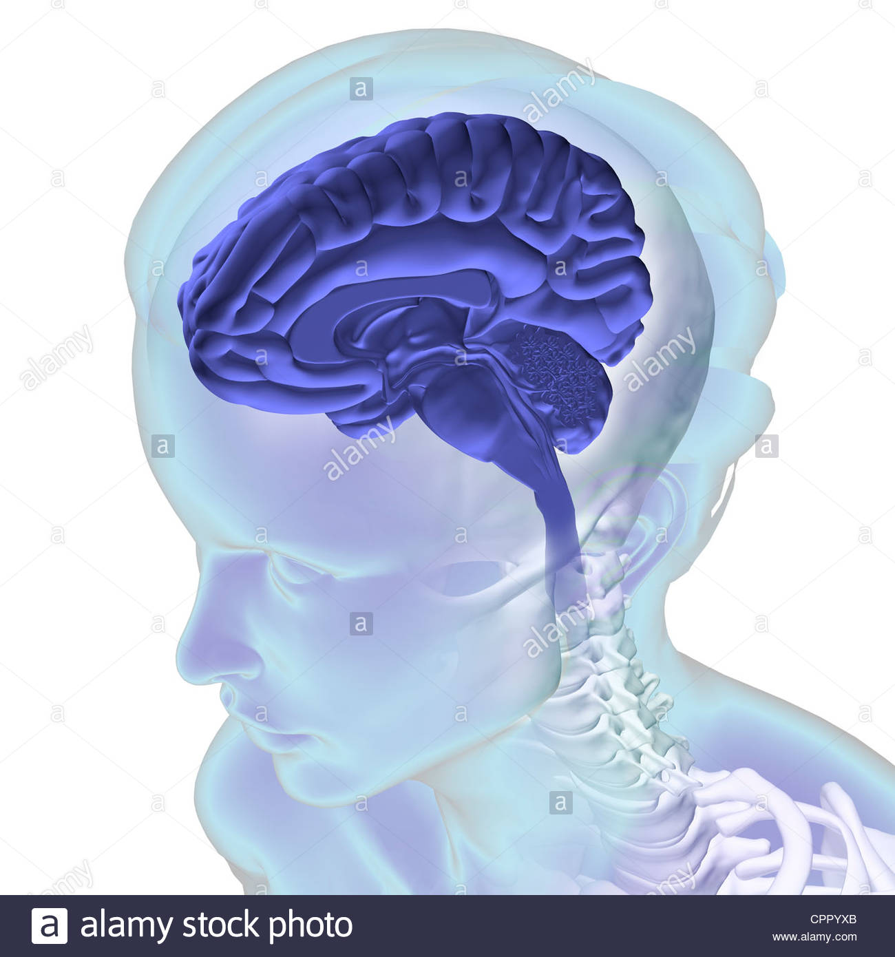 Gehirn Anatomie Stockfotos & Gehirn Anatomie Bilder - Alamy
