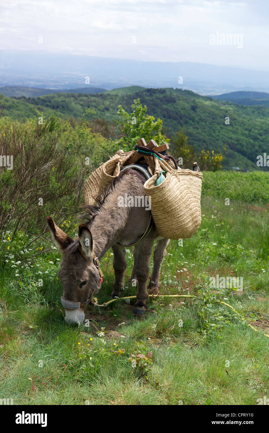 Donkey panniers -Fotos und -Bildmaterial in hoher Auflösung – Alamy