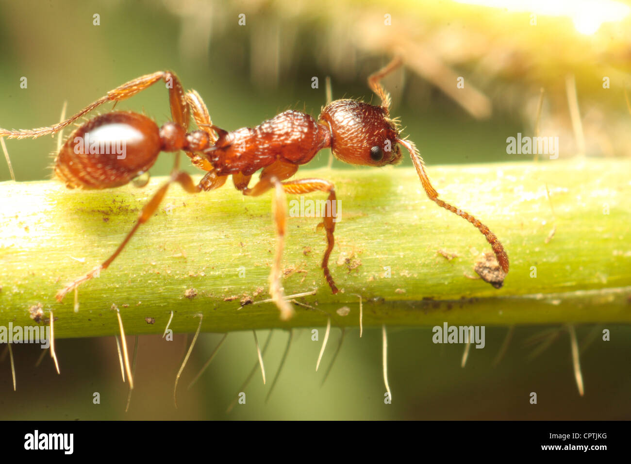 Rote ameise myrmica rubra -Fotos und -Bildmaterial in hoher Auflösung ...