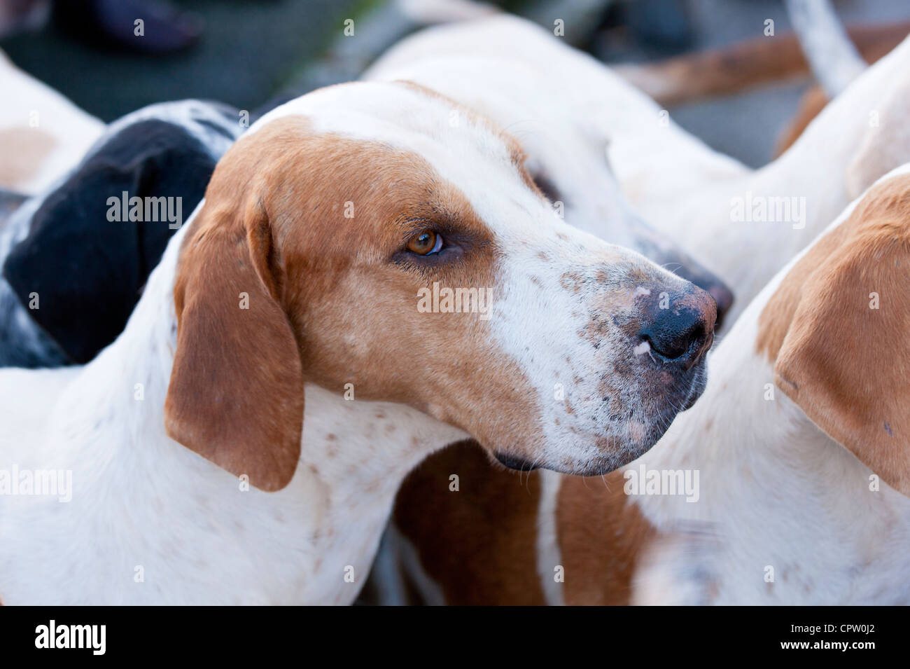 Jagdhunden Heythrop Hunt in Stow-on-the-Wold, Gloucestershire für das ...