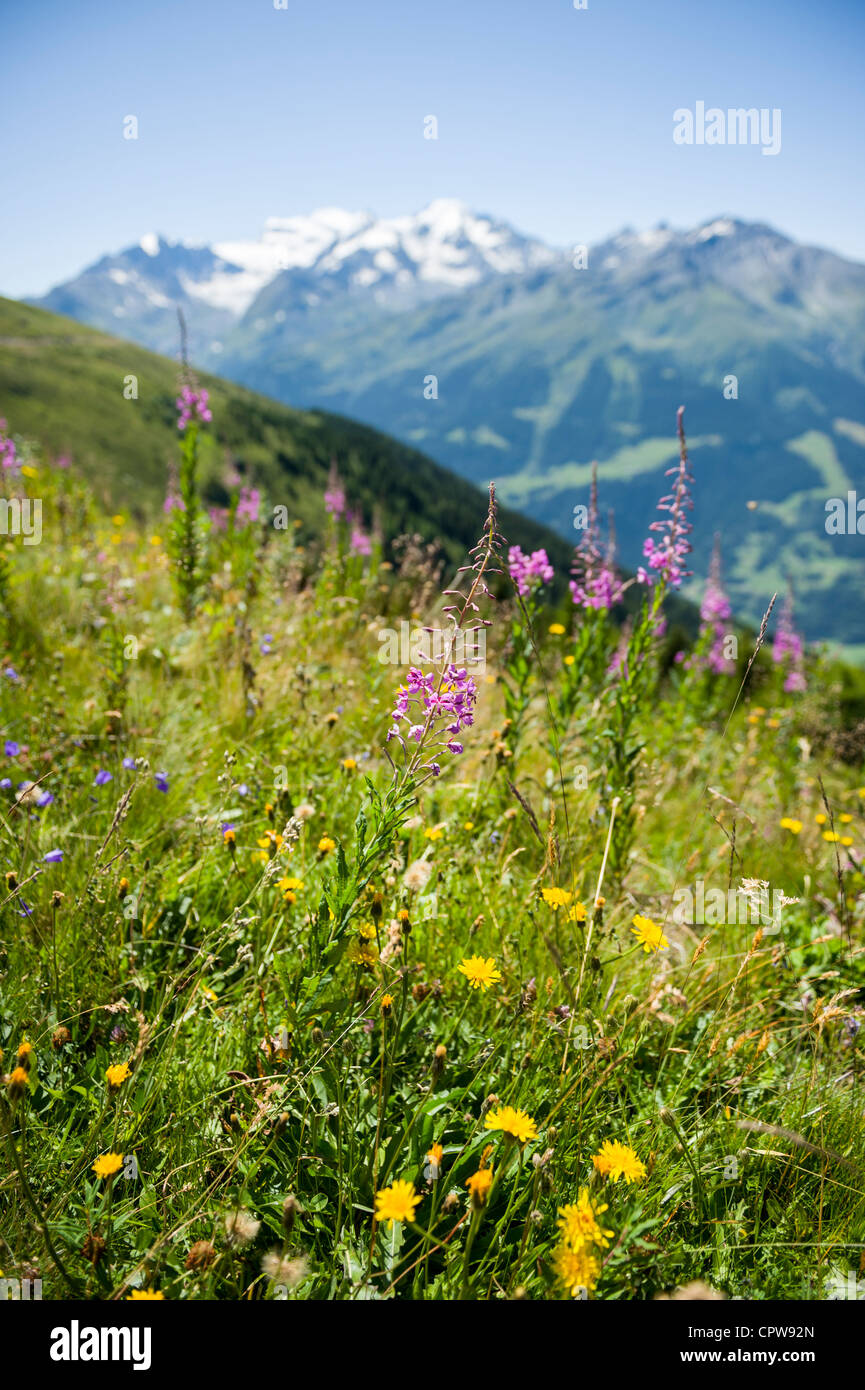 Wilde bergblumen -Fotos und -Bildmaterial in hoher Auflösung – Alamy
