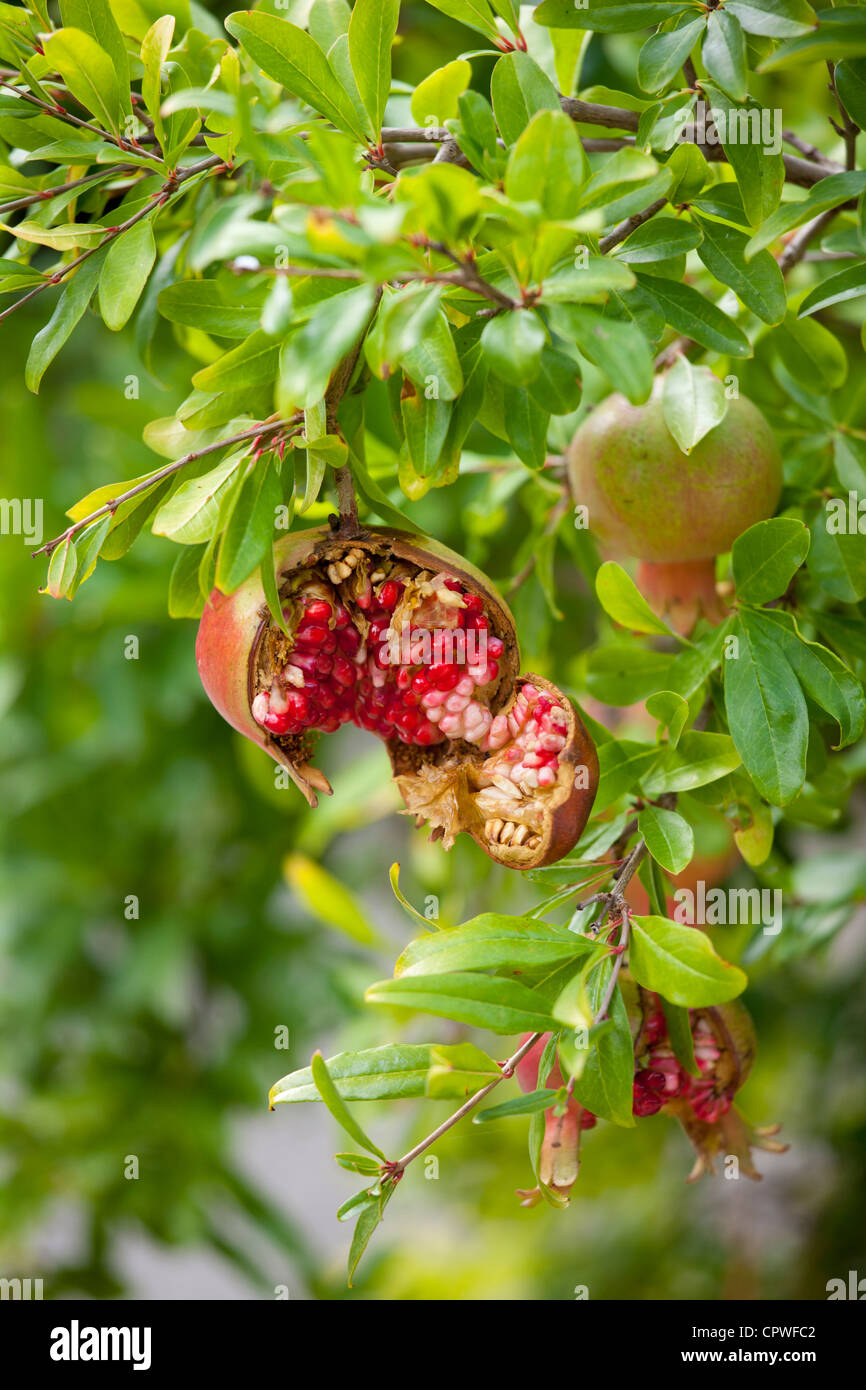 Granatapfelbaum Punica Granatum in Val D'Orcia, Toskana, Italien ...