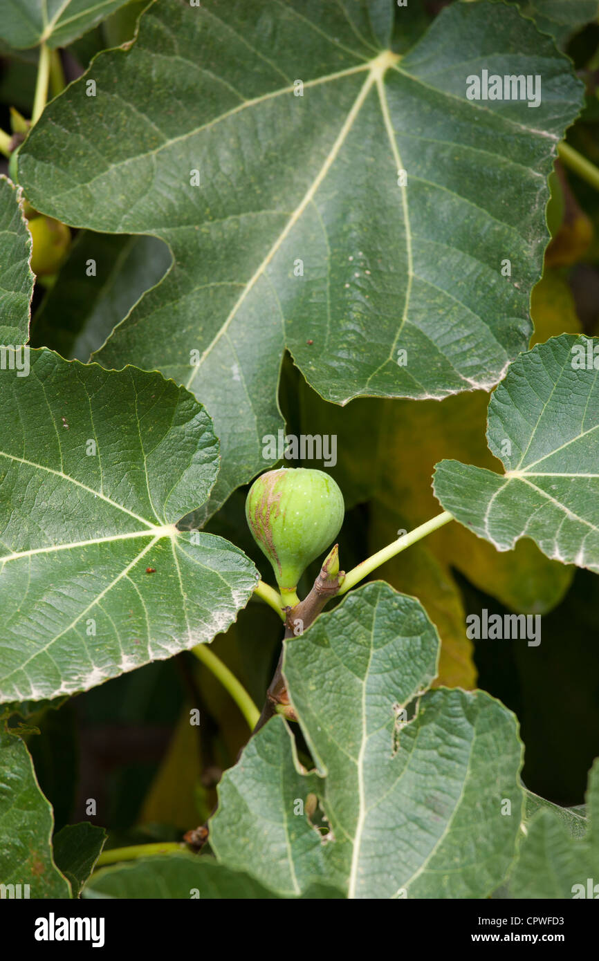 Feigenbaum Ficus Carica in Val D'Orcia, Toskana, Italien ...