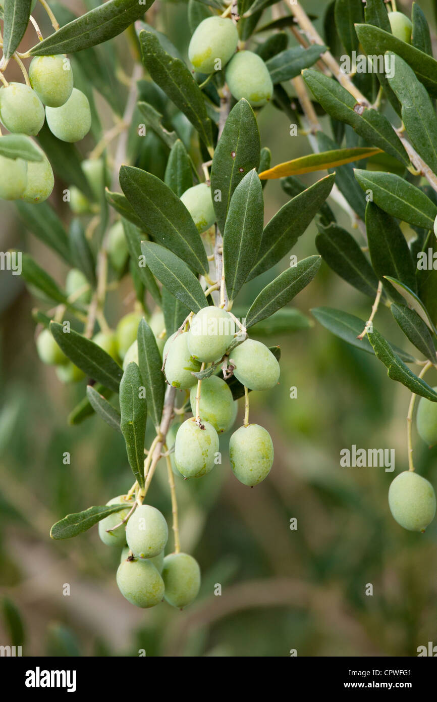 Olivenbaum italien -Fotos und -Bildmaterial in hoher Auflösung - Seite ...
