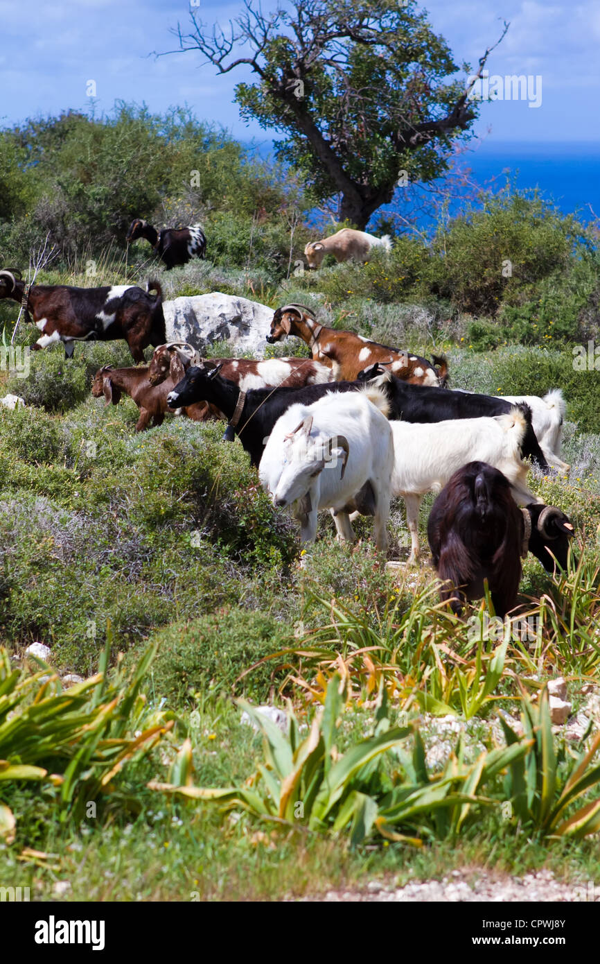 Chrysochous bay latchi -Fotos und -Bildmaterial in hoher Auflösung – Alamy