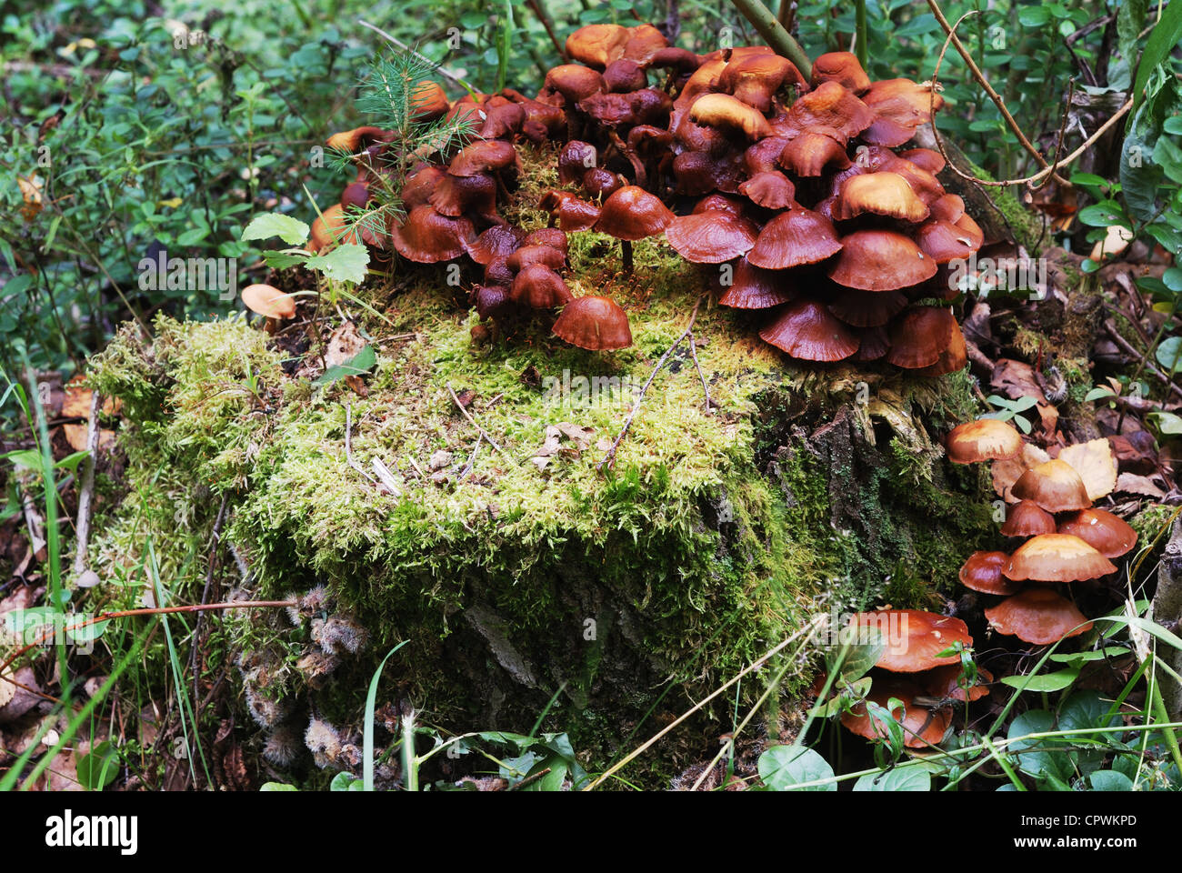 Baumpilze auf einem ast im wald -Fotos und -Bildmaterial in hoher ...