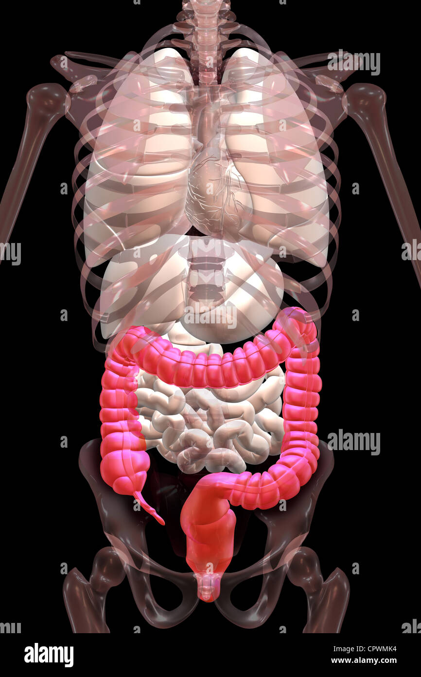 Anatomische Darstellung der Appendix, Blinddarm und Dickdarm ...
