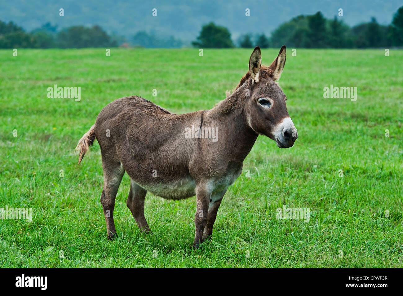 Esel benutzen -Fotos und -Bildmaterial in hoher Auflösung – Alamy