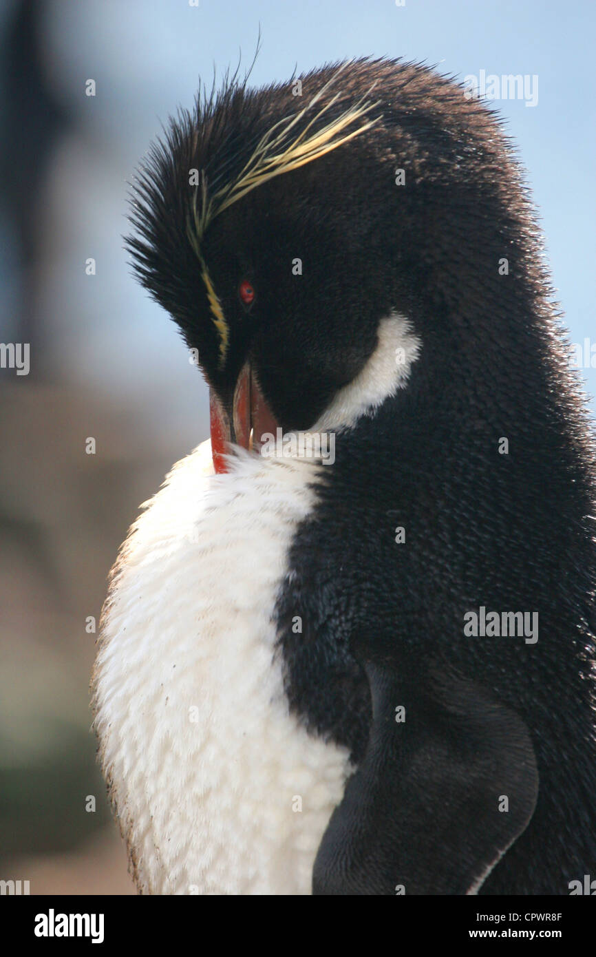 Felsen hopper pinguin -Fotos und -Bildmaterial in hoher Auflösung – Alamy