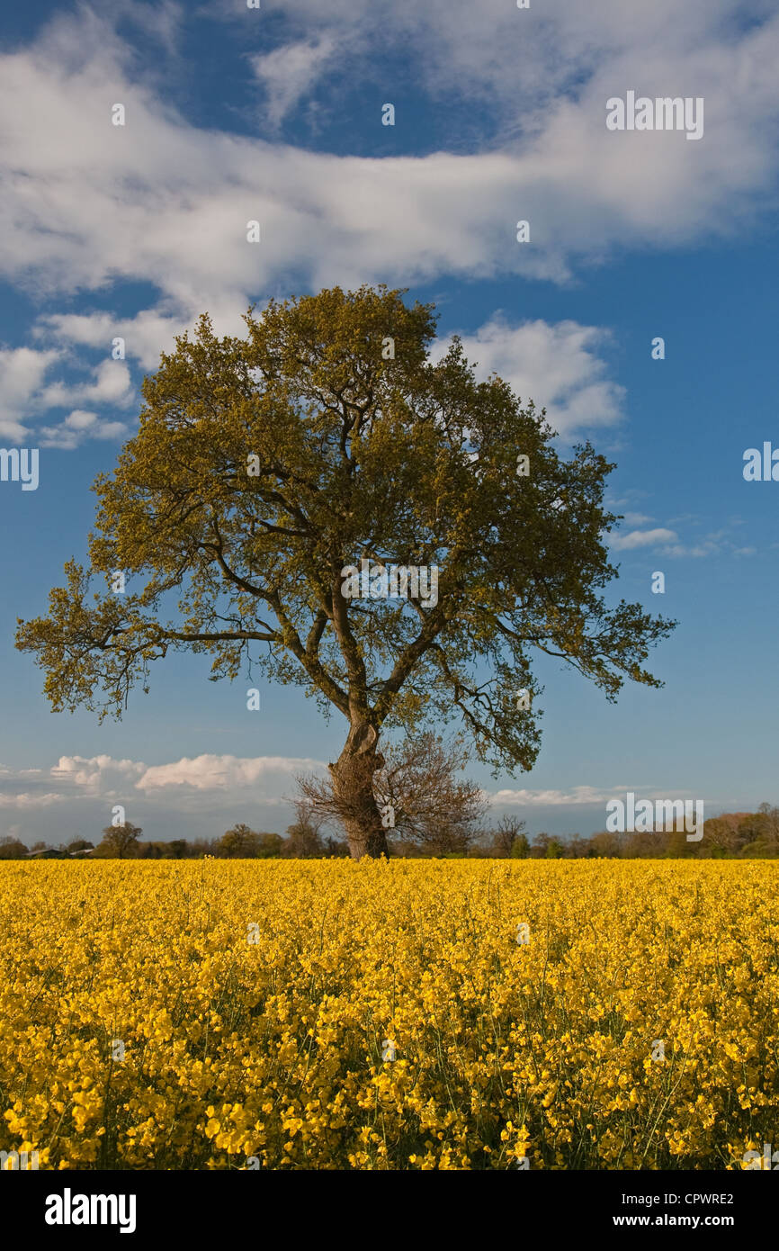 Blauer himmel des rapssamenfeldes -Fotos und -Bildmaterial in hoher ...