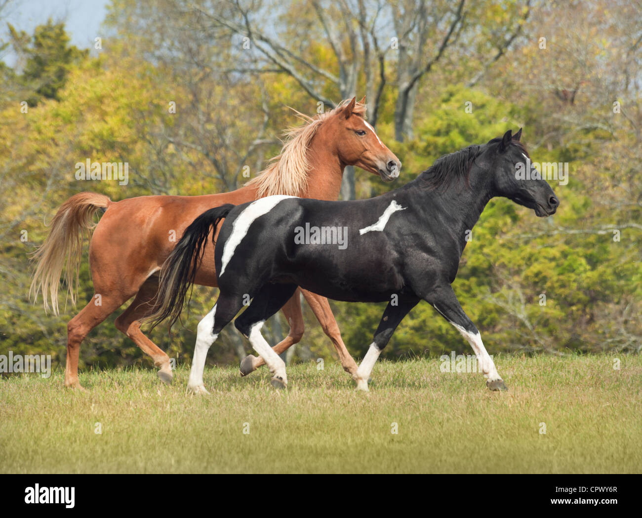 Pinto horses -Fotos und -Bildmaterial in hoher Auflösung – Alamy
