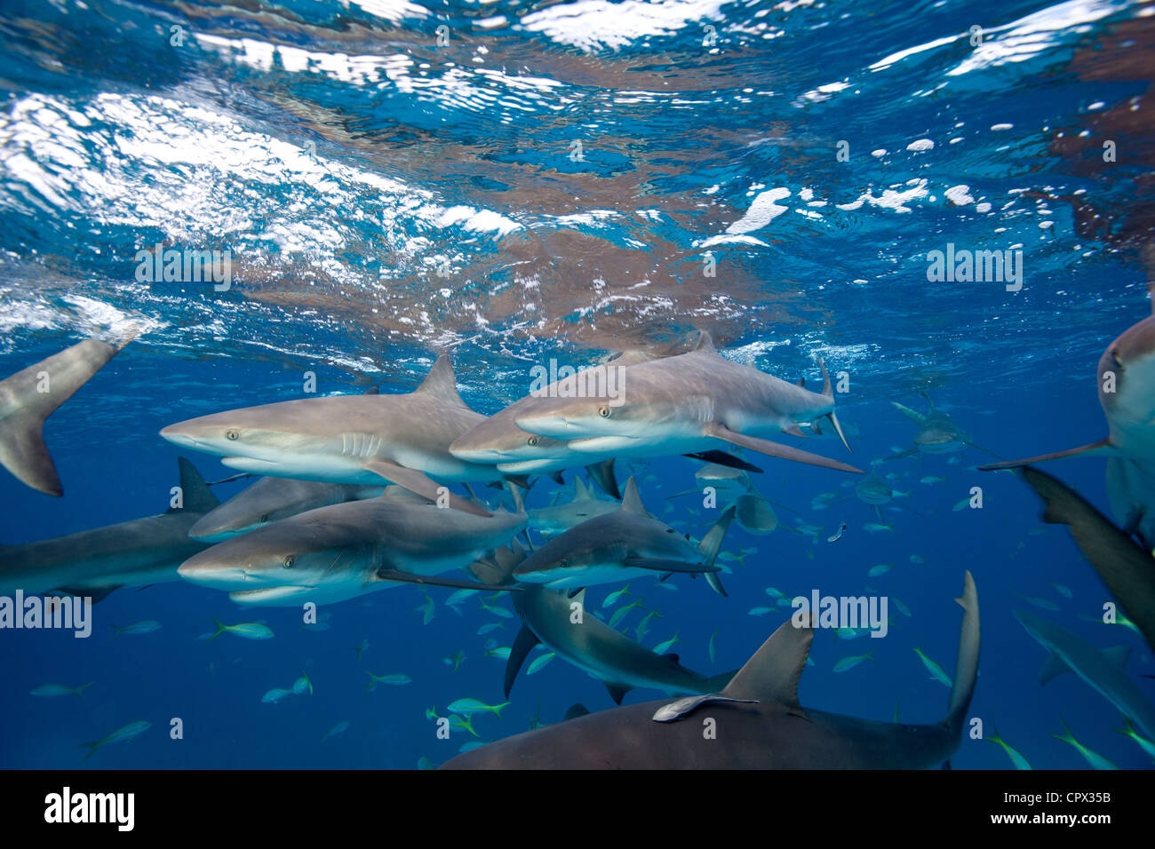Feeding frenzy caribbean reef shark -Fotos und -Bildmaterial in hoher ...