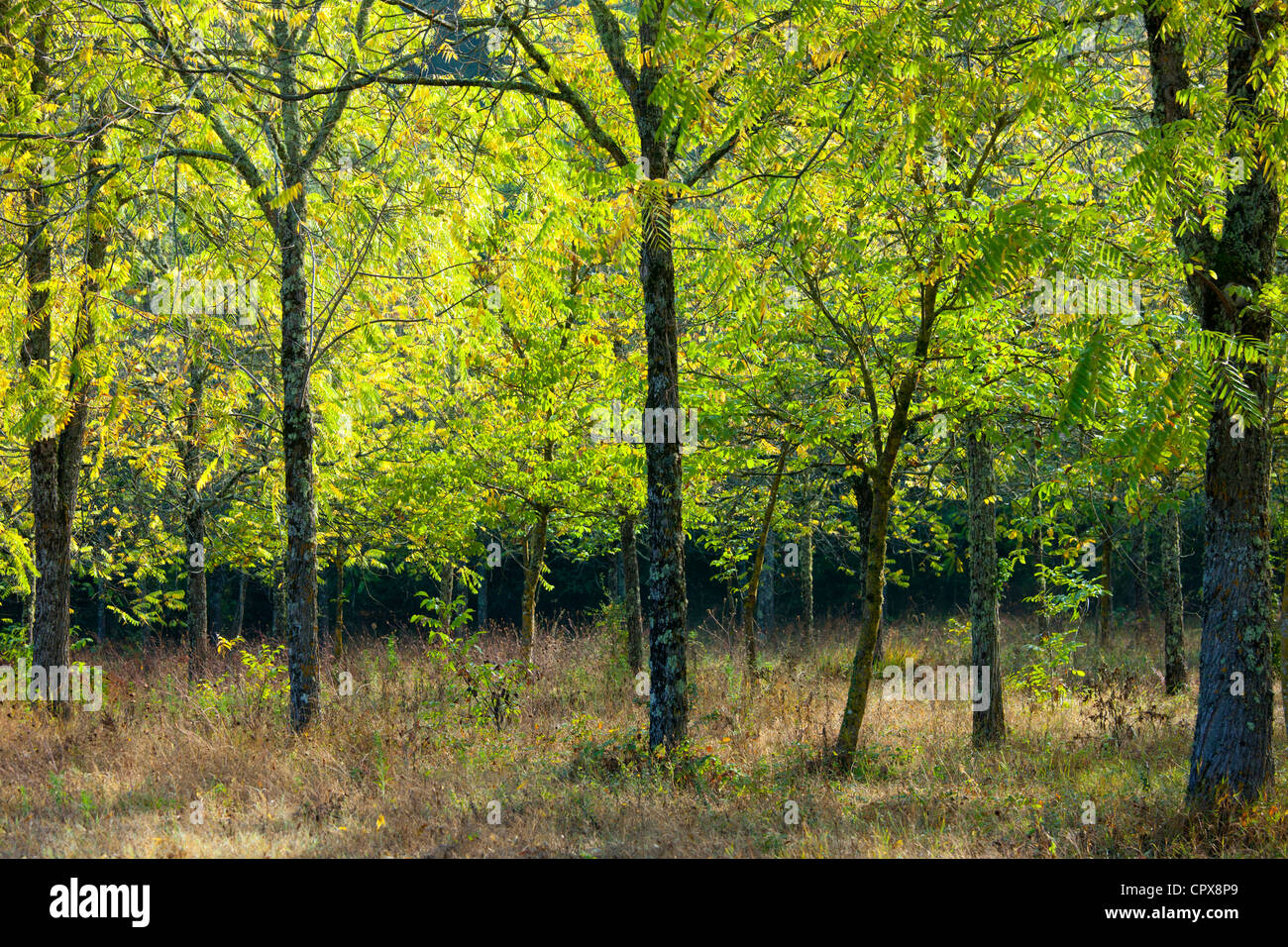 Eschen mauren -Fotos und -Bildmaterial in hoher Auflösung – Alamy