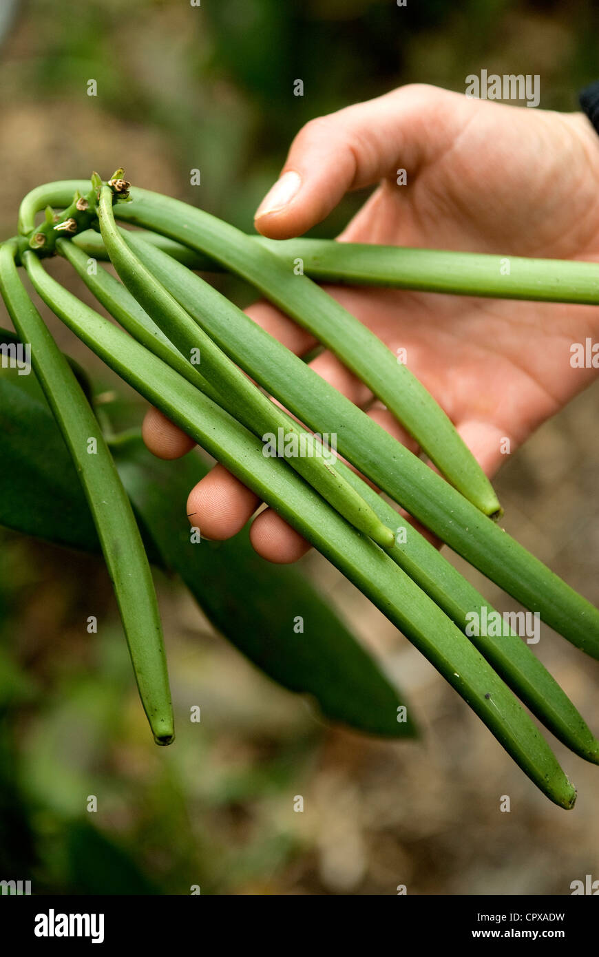Vanille plantage -Fotos und -Bildmaterial in hoher Auflösung – Alamy