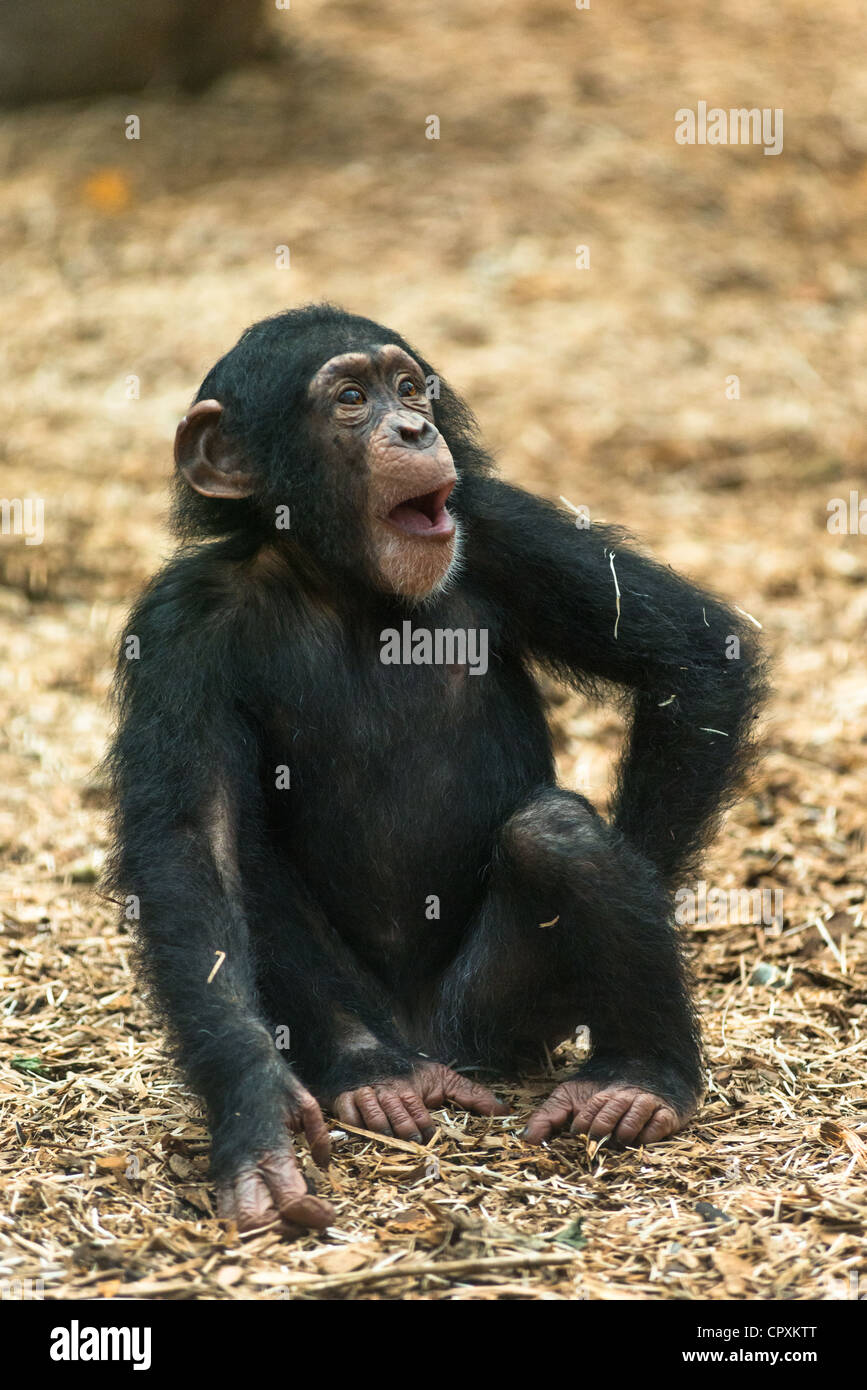 Junge Schimpansen (Pan Troglodytes Stockfotografie - Alamy