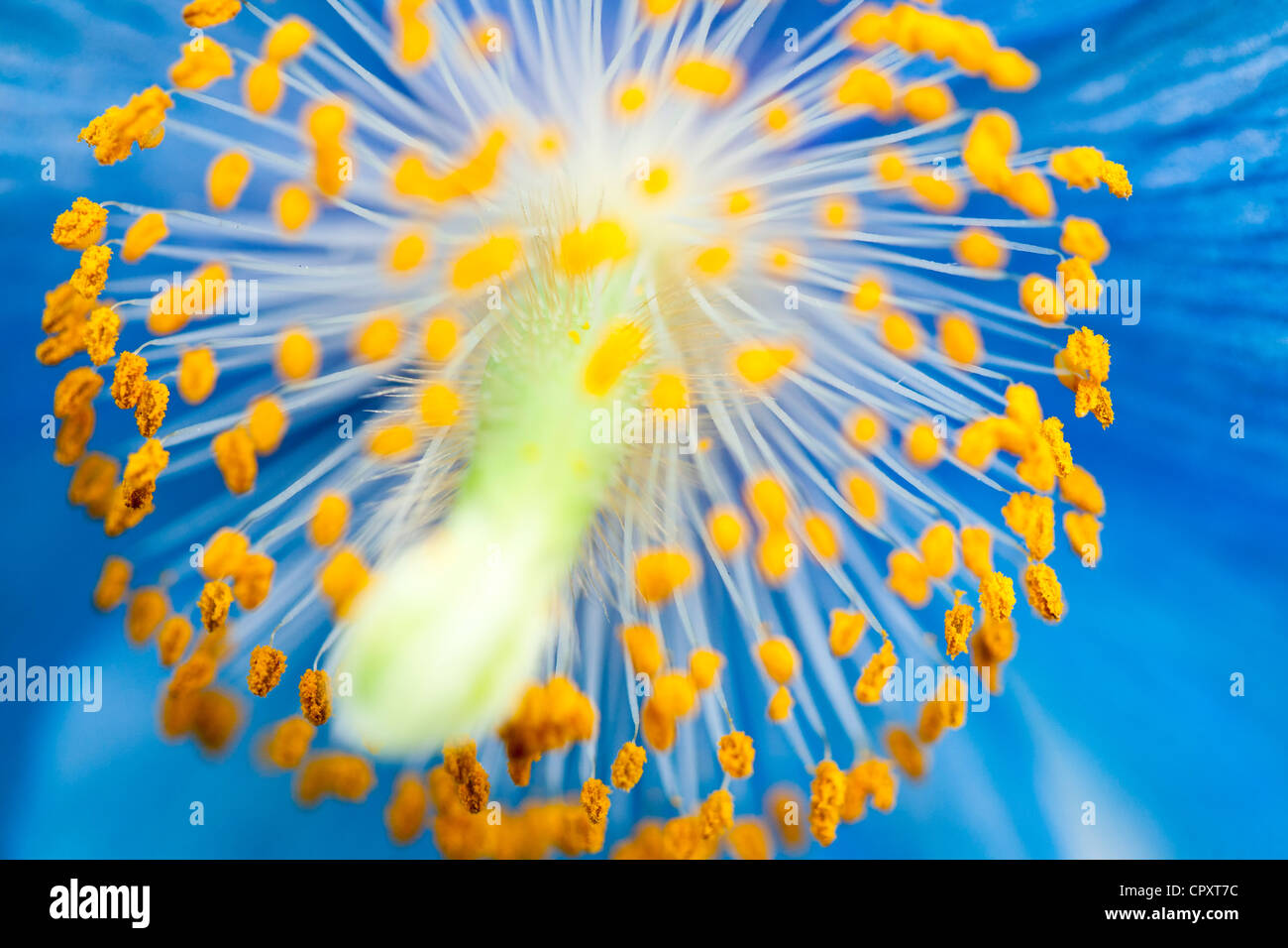 Blaue himalajamohnblume -Fotos und -Bildmaterial in hoher Auflösung – Alamy