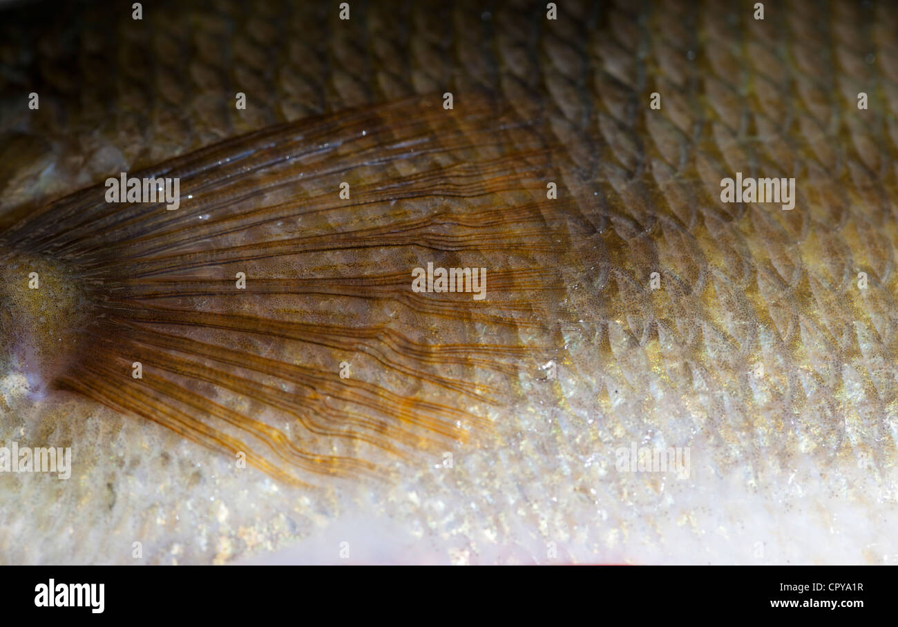 Flussbarsch schuppen -Fotos und -Bildmaterial in hoher Auflösung – Alamy