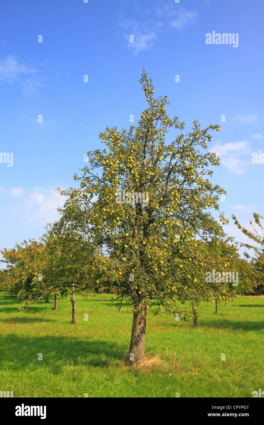Birnen wachsen auf einem Birnbaum, Herbst, Obstgarten Stockfotografie ...