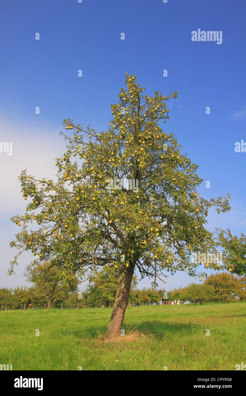 Birnen wachsen auf einem Birnbaum, Herbst, Obstgarten Stockfotografie ...