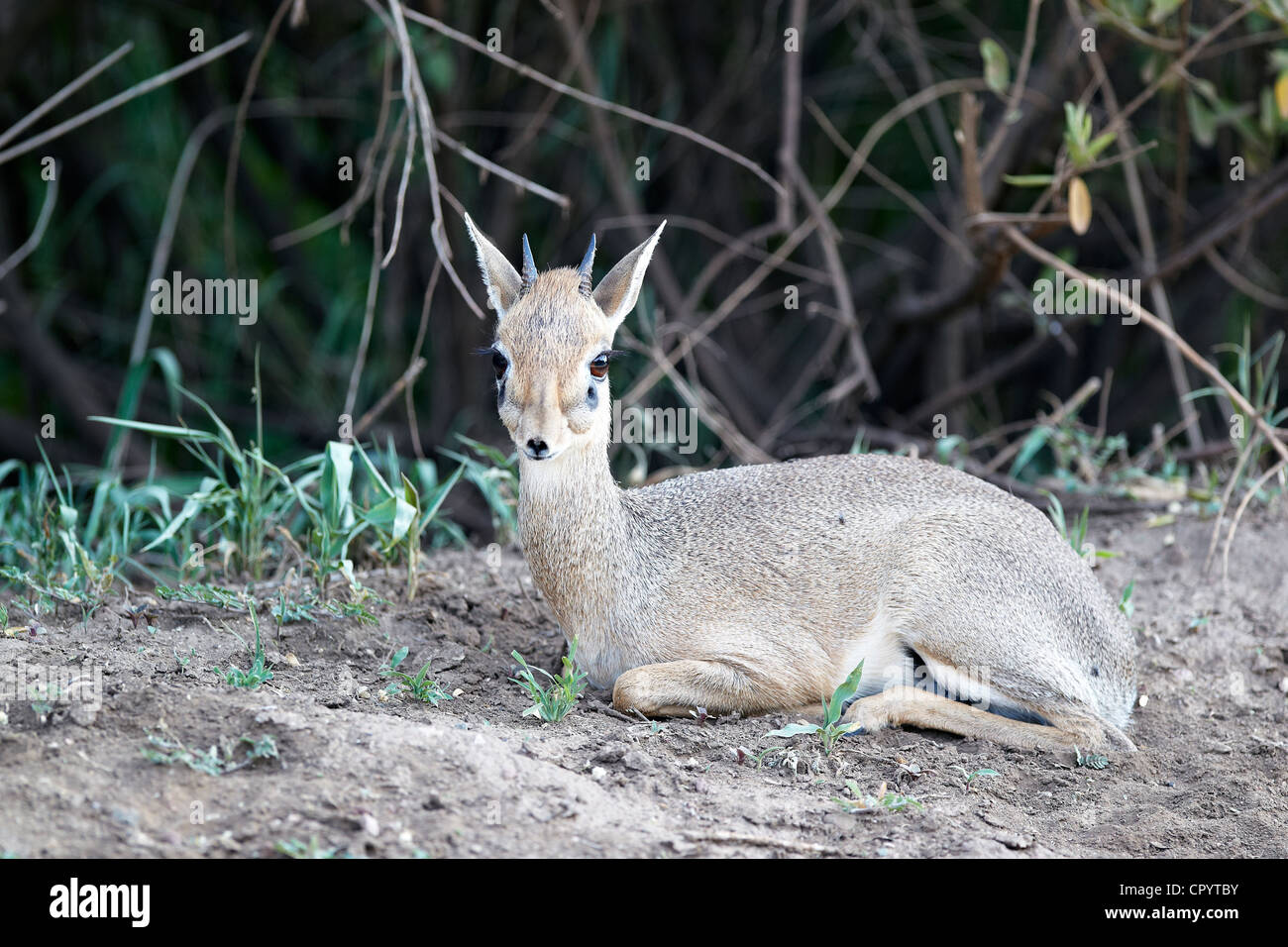 Kirk-Dikdiks (Madoqua Kirki), eine afrikanische Zwerg Antilope, Lake ...