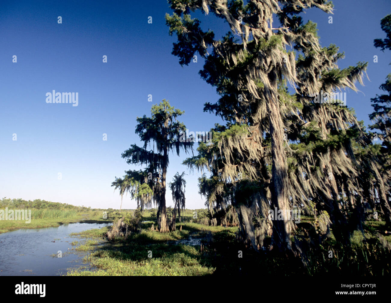 The bayou -Fotos und -Bildmaterial in hoher Auflösung – Alamy