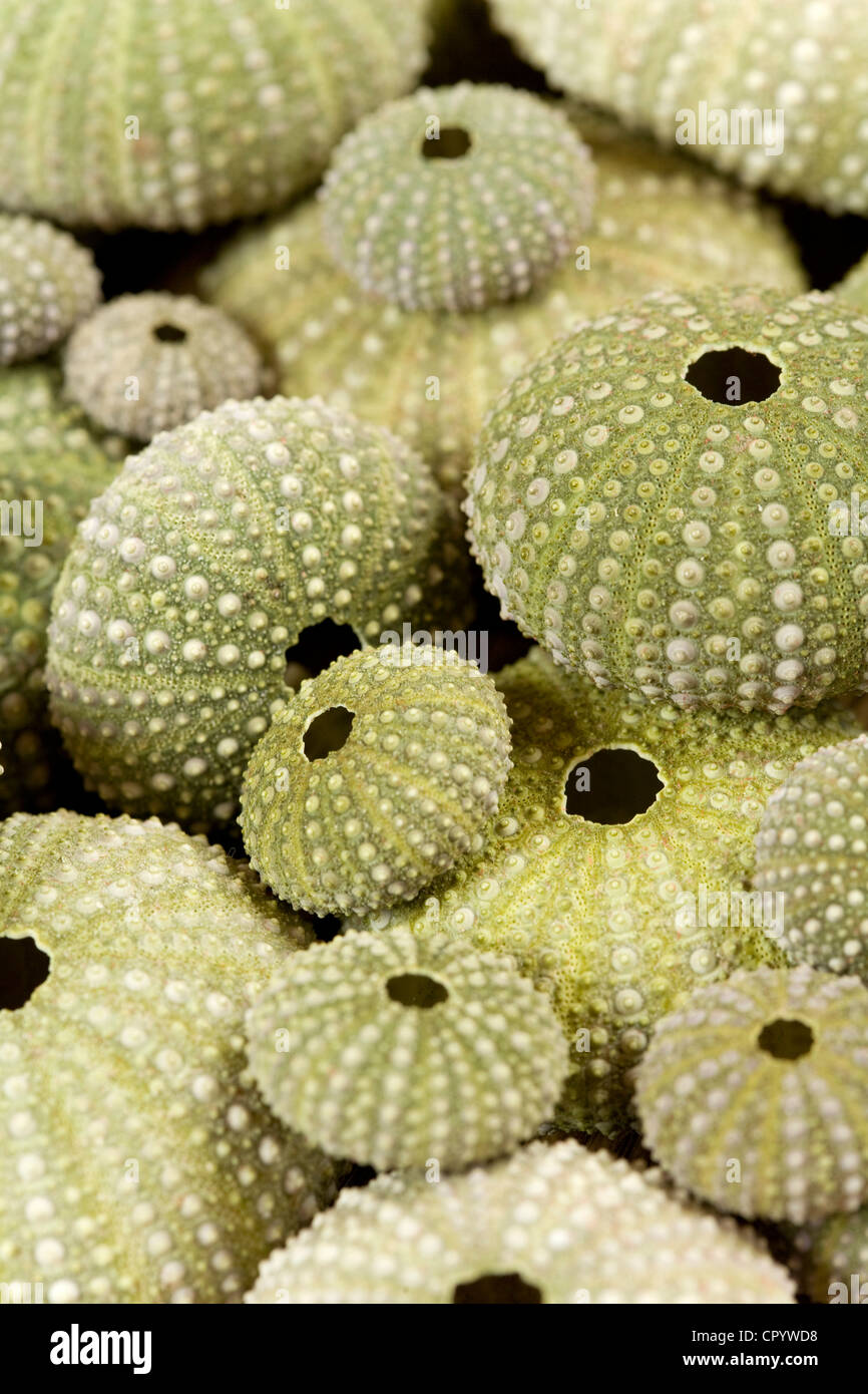 Lebt mit seeigel -Fotos und -Bildmaterial in hoher Auflösung – Alamy