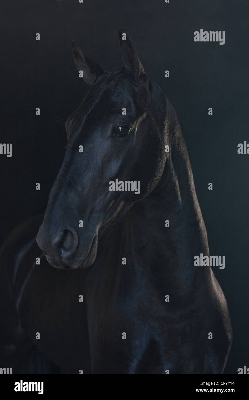 Sa vlamperd -Fotos und -Bildmaterial in hoher Auflösung – Alamy