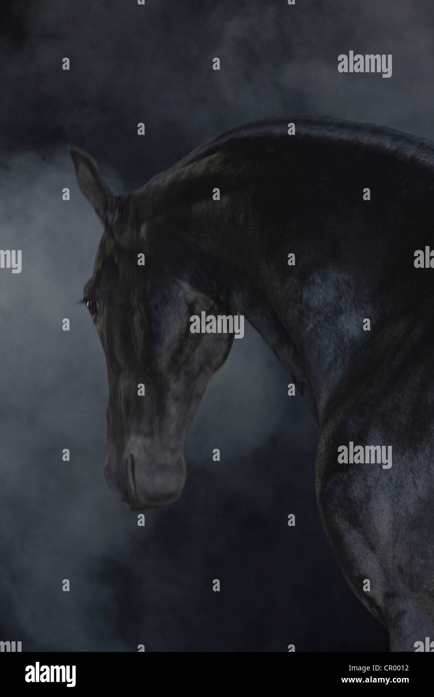 Sa vlamperd -Fotos und -Bildmaterial in hoher Auflösung – Alamy