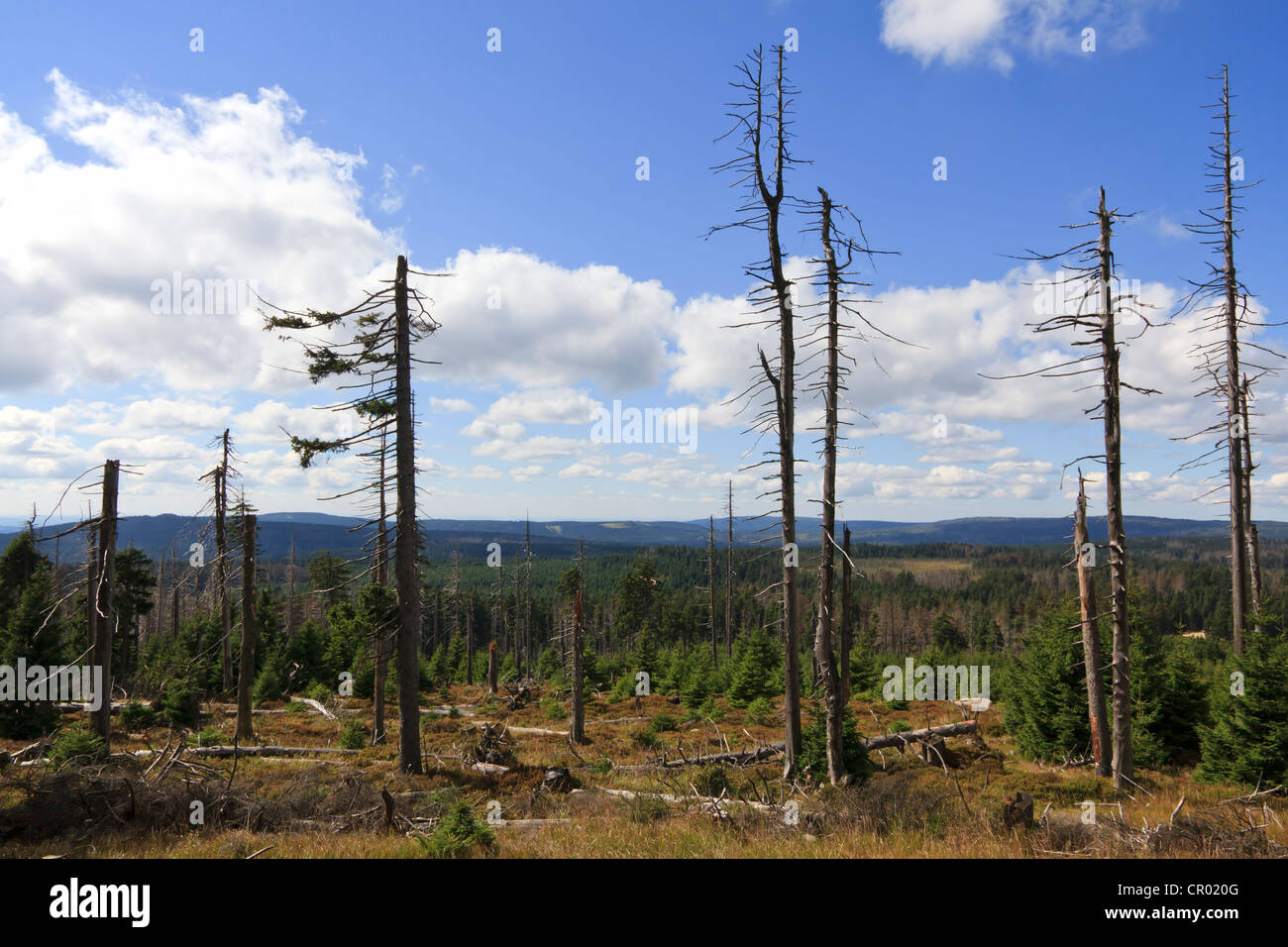 Waldsterben im Harz, Deutschland, Europa Stockfotografie - Alamy