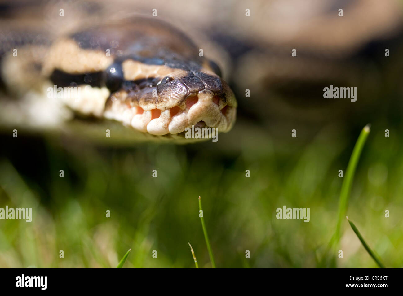 Regius pythonschlangen reptil afrikanisch -Fotos und -Bildmaterial in ...