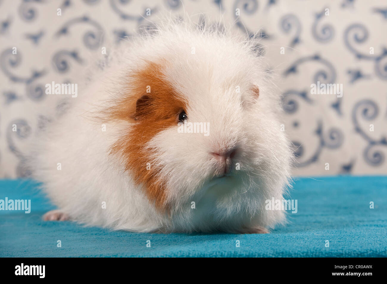 Schweizer Teddy Meerschweinchen, Meerschweinchen Stammbaum ...