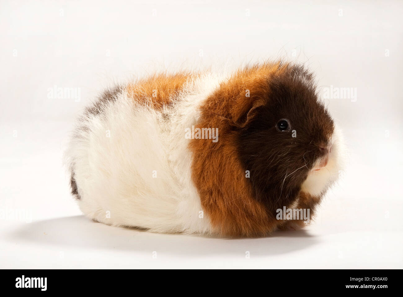 Schweizer Teddy Meerschweinchen, Meerschweinchen Stammbaum ...