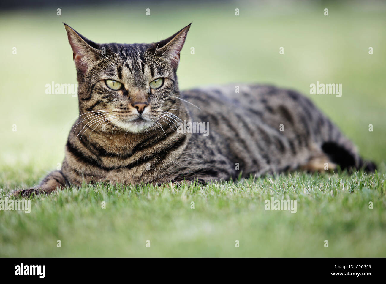 Katze liegen -Fotos und -Bildmaterial in hoher Auflösung - Seite 3 - Alamy
