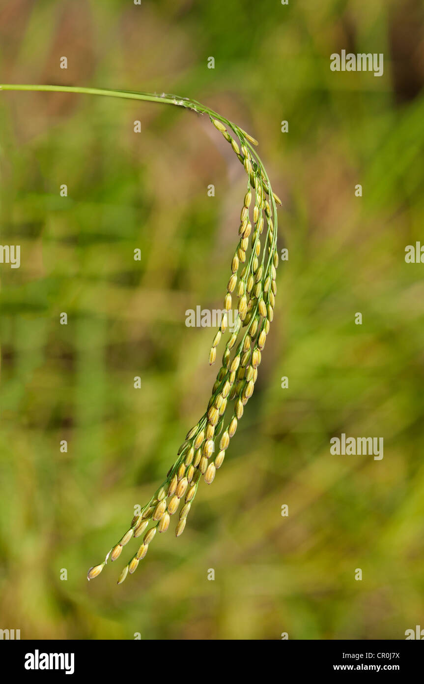 Oryza sative -Fotos und -Bildmaterial in hoher Auflösung – Alamy