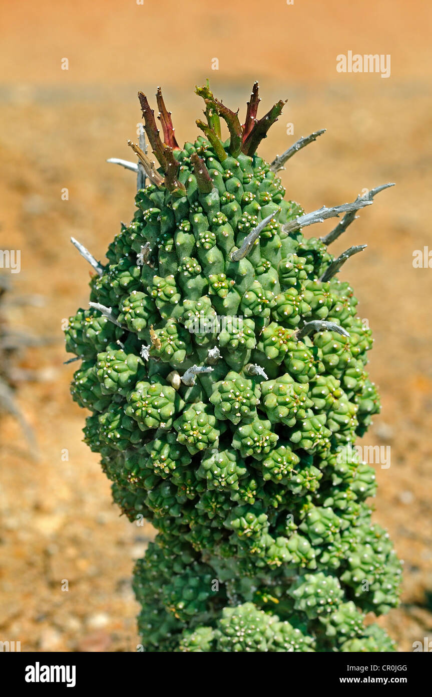 Multiceps multiceps -Fotos und -Bildmaterial in hoher Auflösung – Alamy