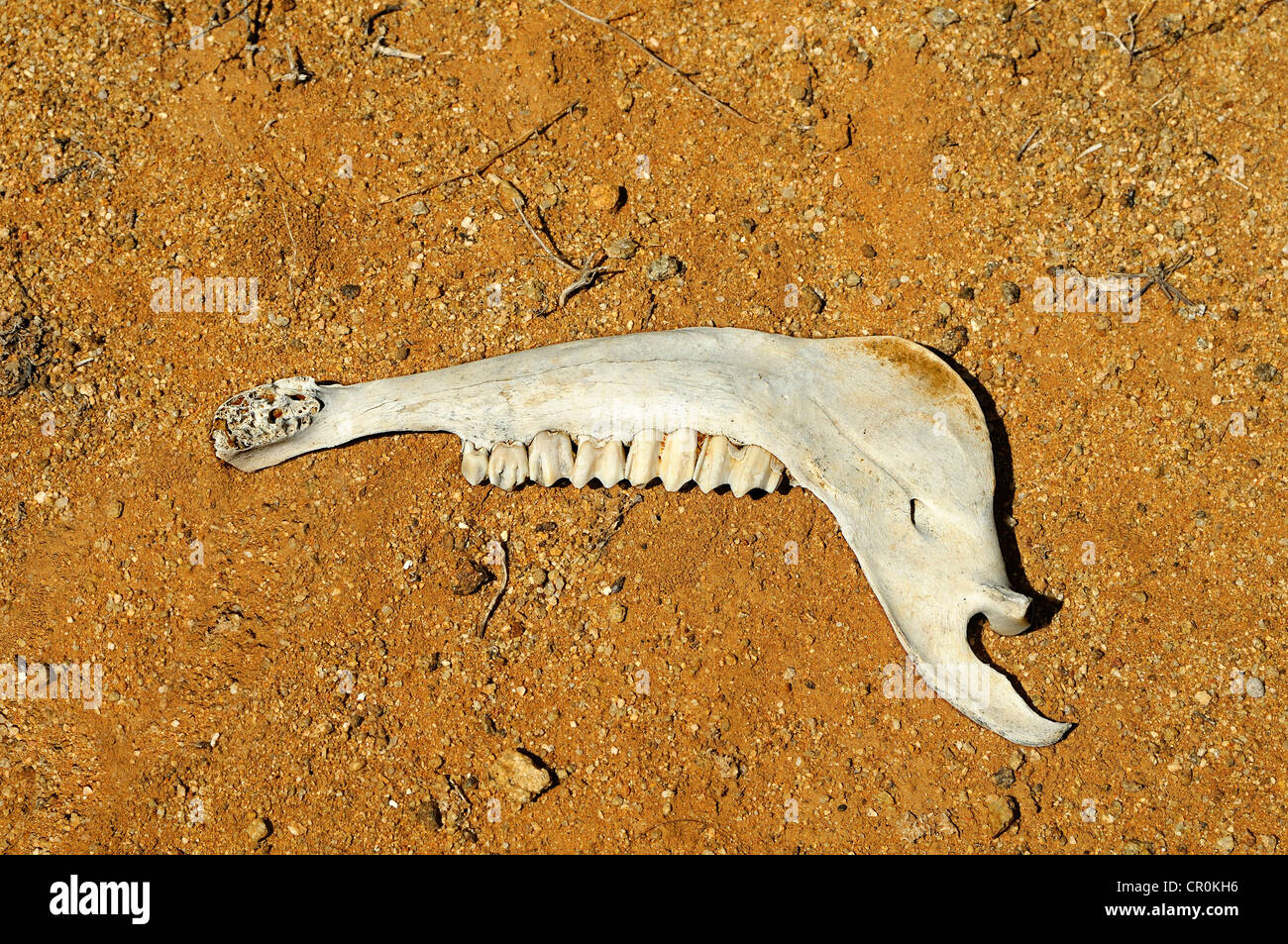 Kieferknochen eines Toten Gemsbock oder Oryx (Oryx), Goegap Nature ...