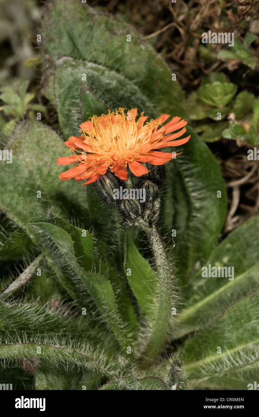 Fox und jungen, Orange Habichtskraut, Tawny Habichtskraut oder Devil's ...
