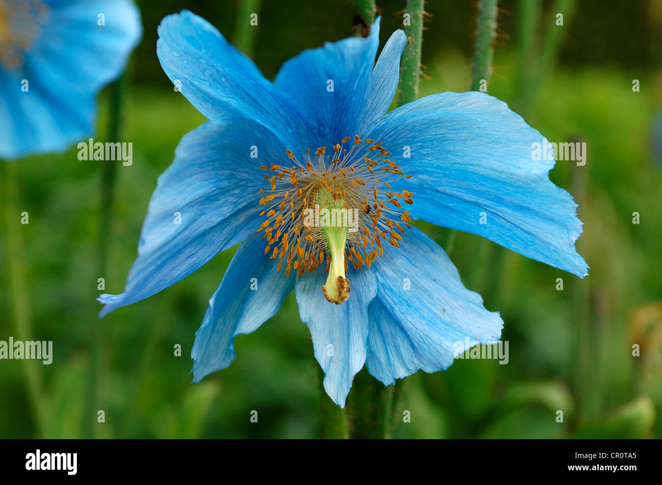 Blauer mohn -Fotos und -Bildmaterial in hoher Auflösung – Alamy